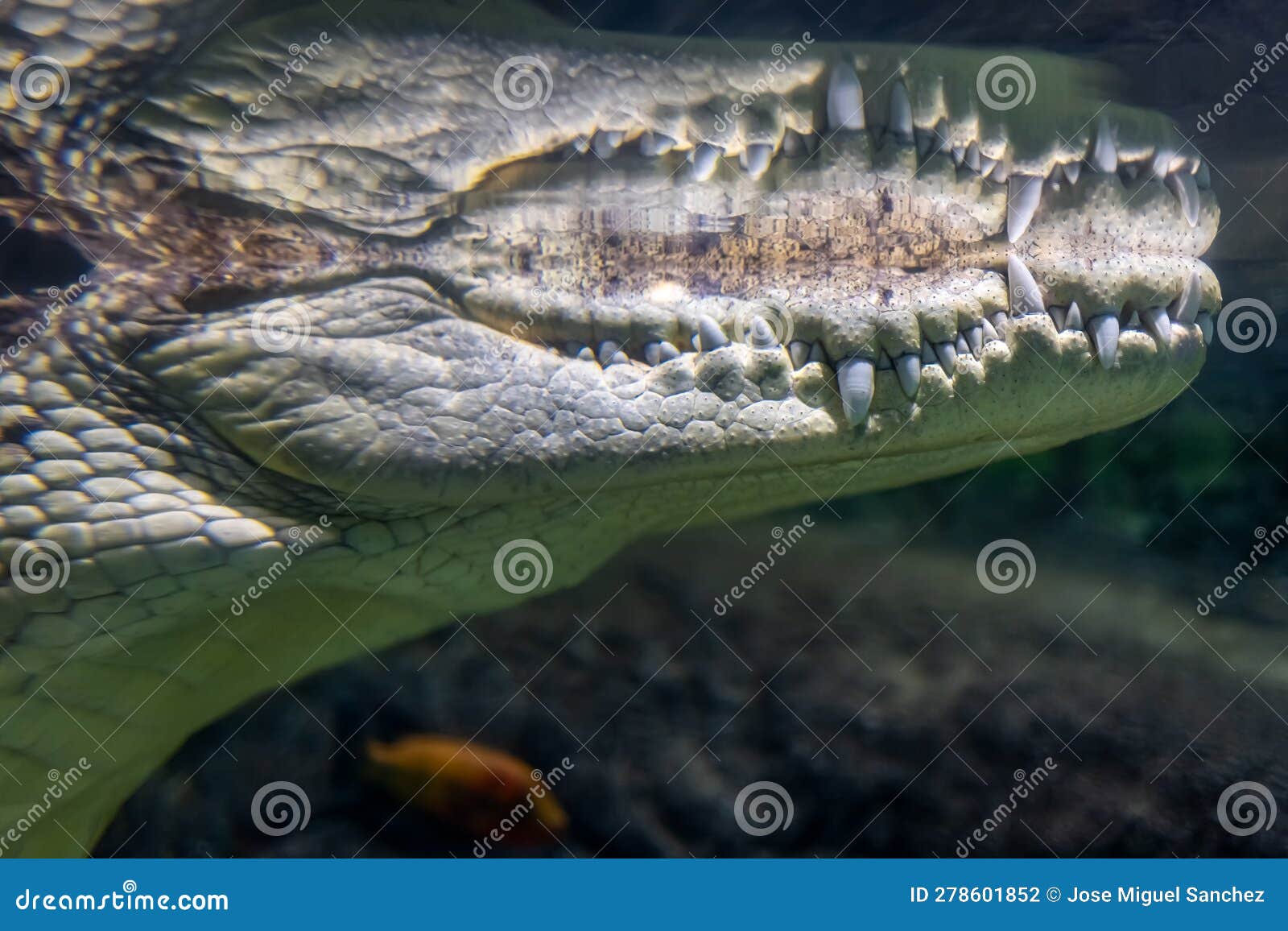 Close-up of Underwater Crocodile Tooth Reflected on the Surface from ...