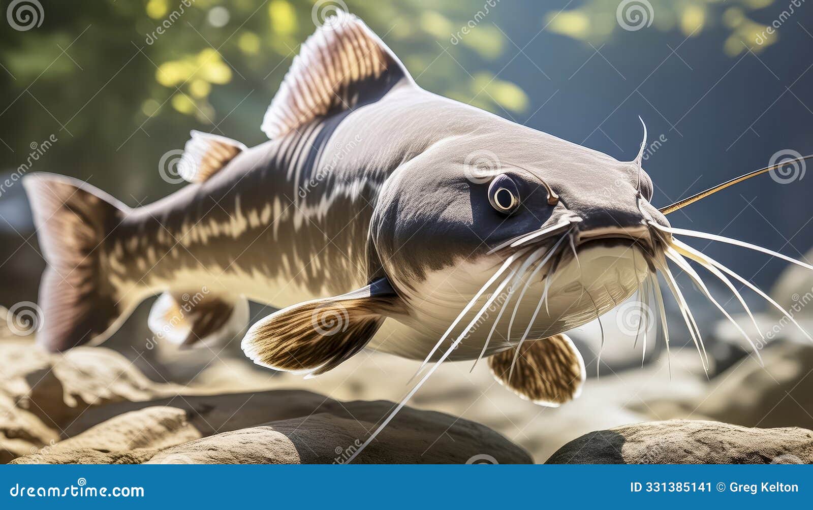 Close-Up Underwater View of a Catfish Stock Illustration - Illustration ...
