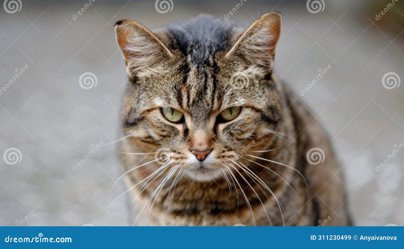 A Close Up of an Unhappy Angry Cat Looking at the Camera Stock Image ...