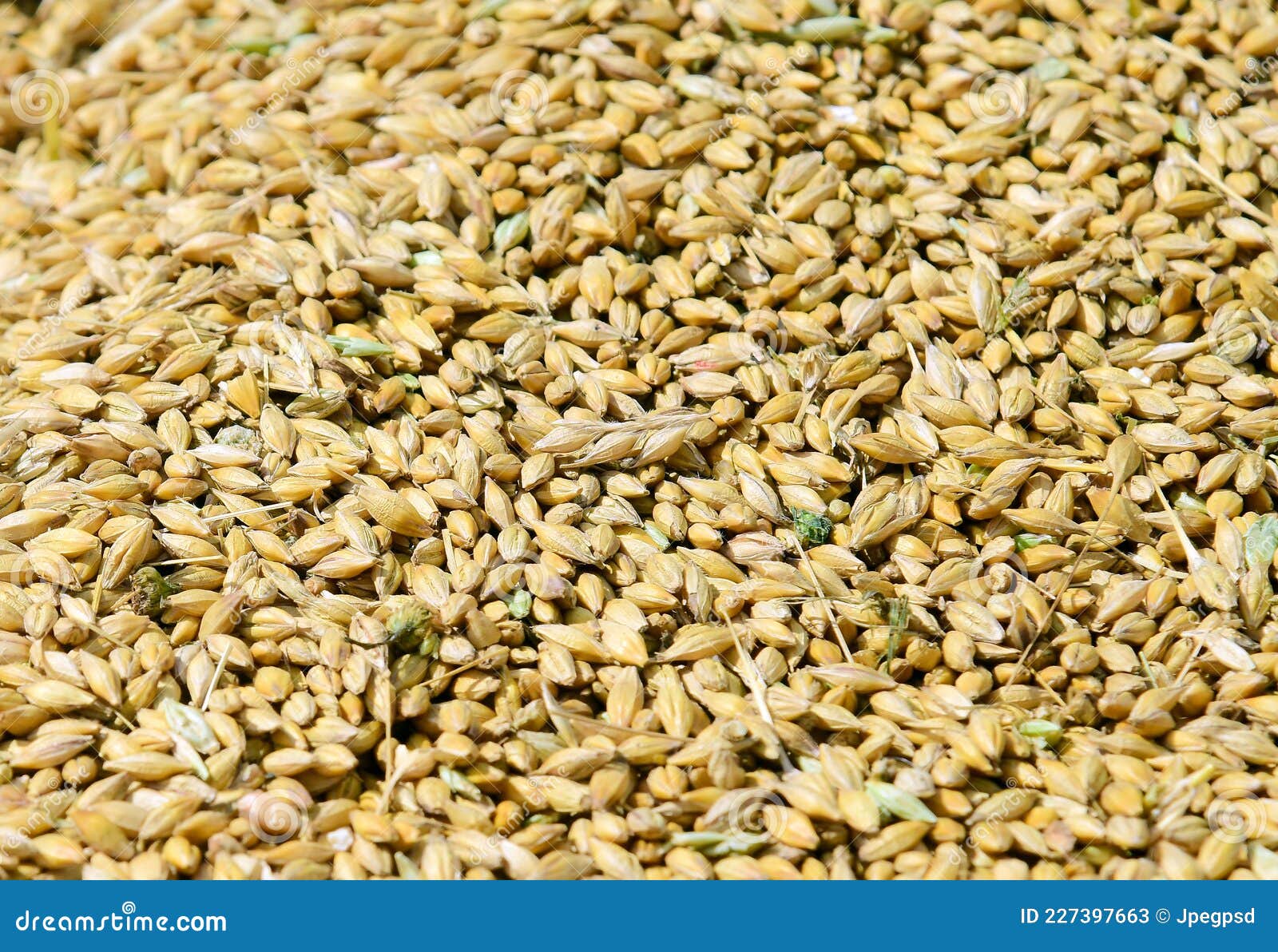 Close-up of Grain Piled in a Pile, a Wheat Warehouse. Stock Image ...