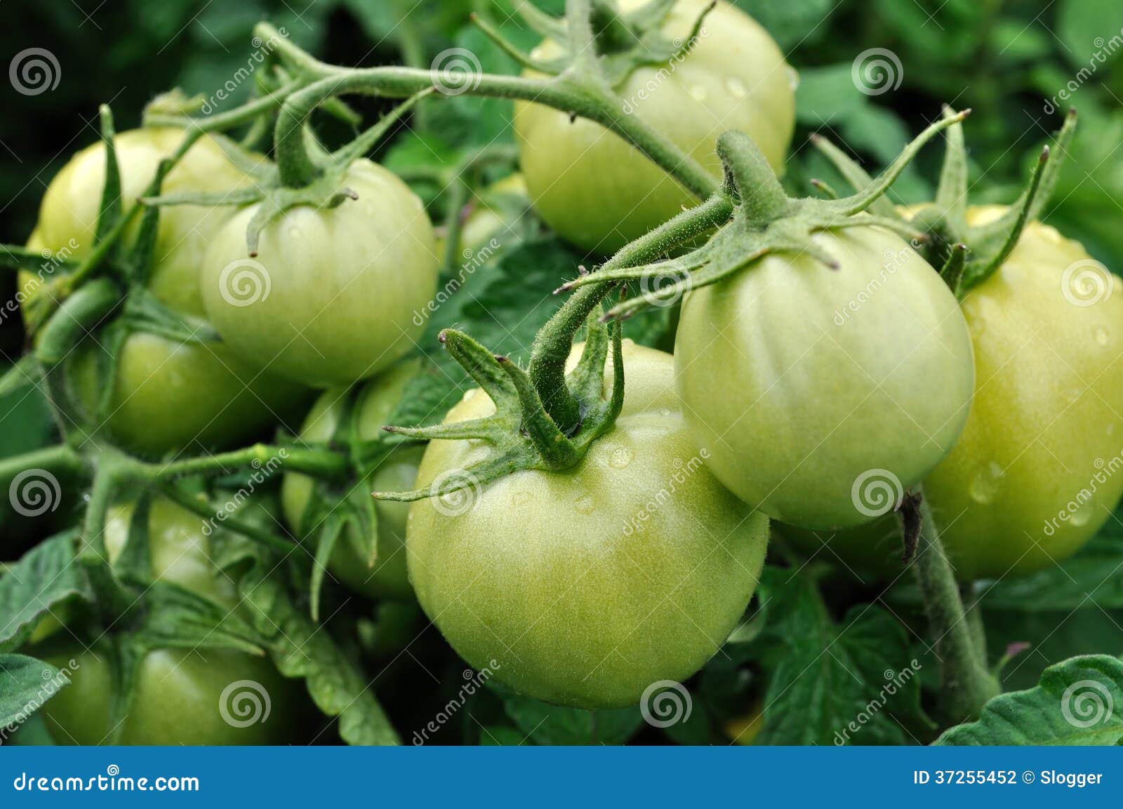 Close-up of unripe tomato stock photo. Image of growth - 37255452