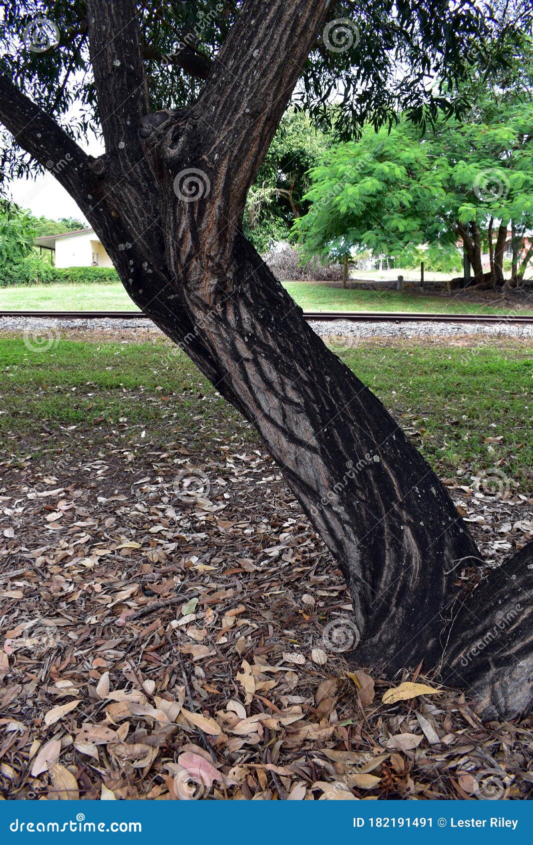 A Close Up of an Unusual Pattern on a Tree Trunk Stock Image - Image of ...