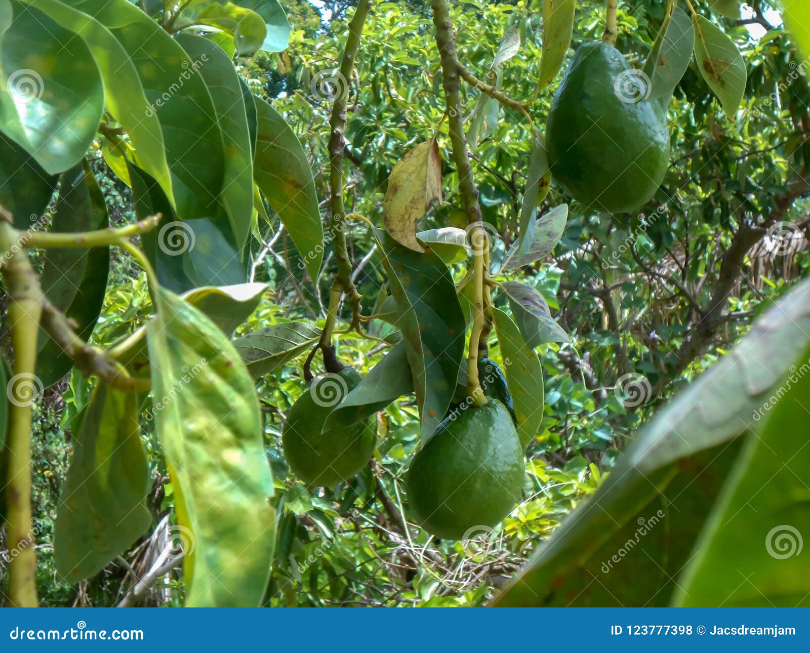 Close-up Van Avocado Van Boom Wordt Opgeschort Die Stock Foto - Image ...