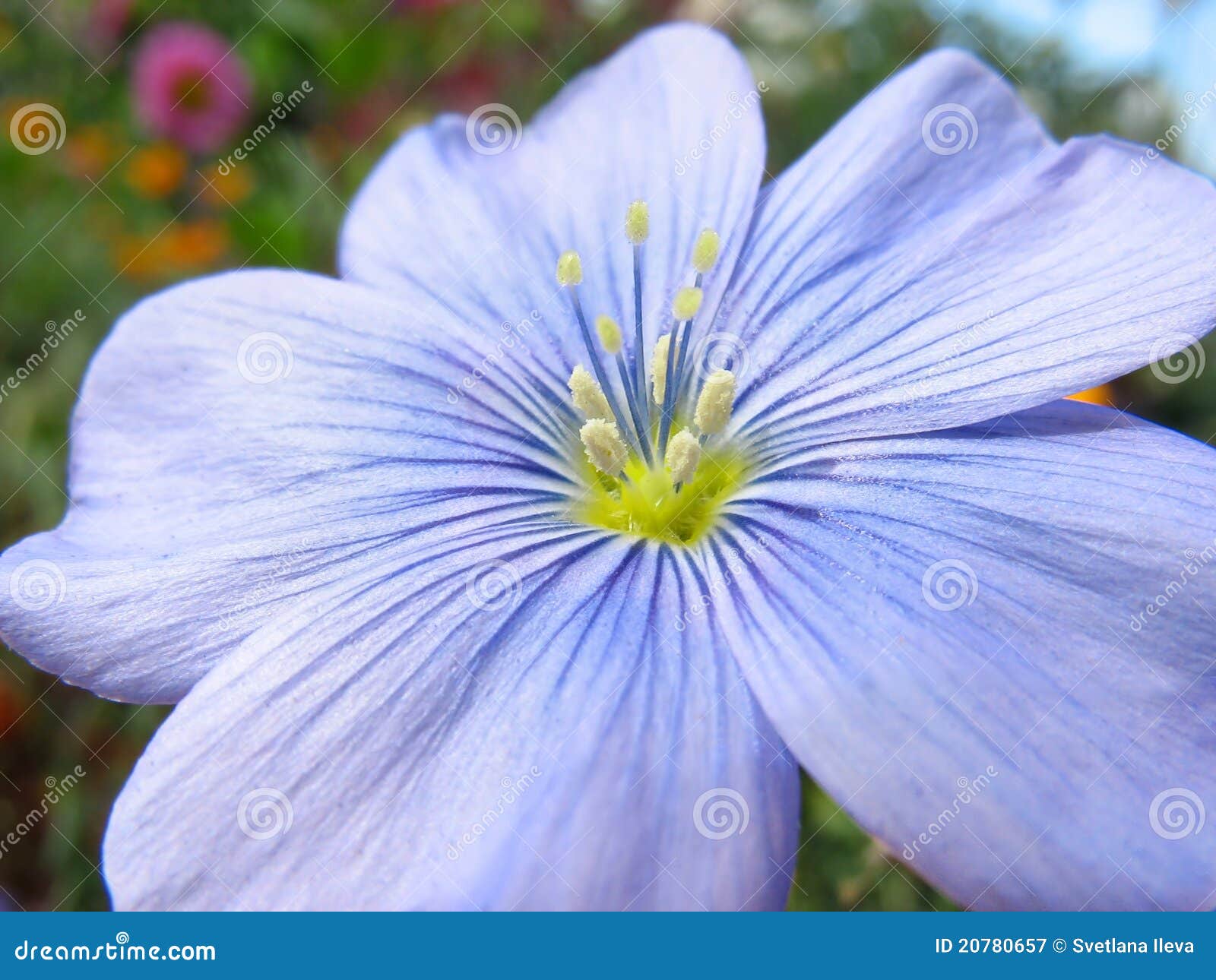 Close-up Van Blauwe Vlasbloem Stock Afbeelding - Image of nave, sluit ...