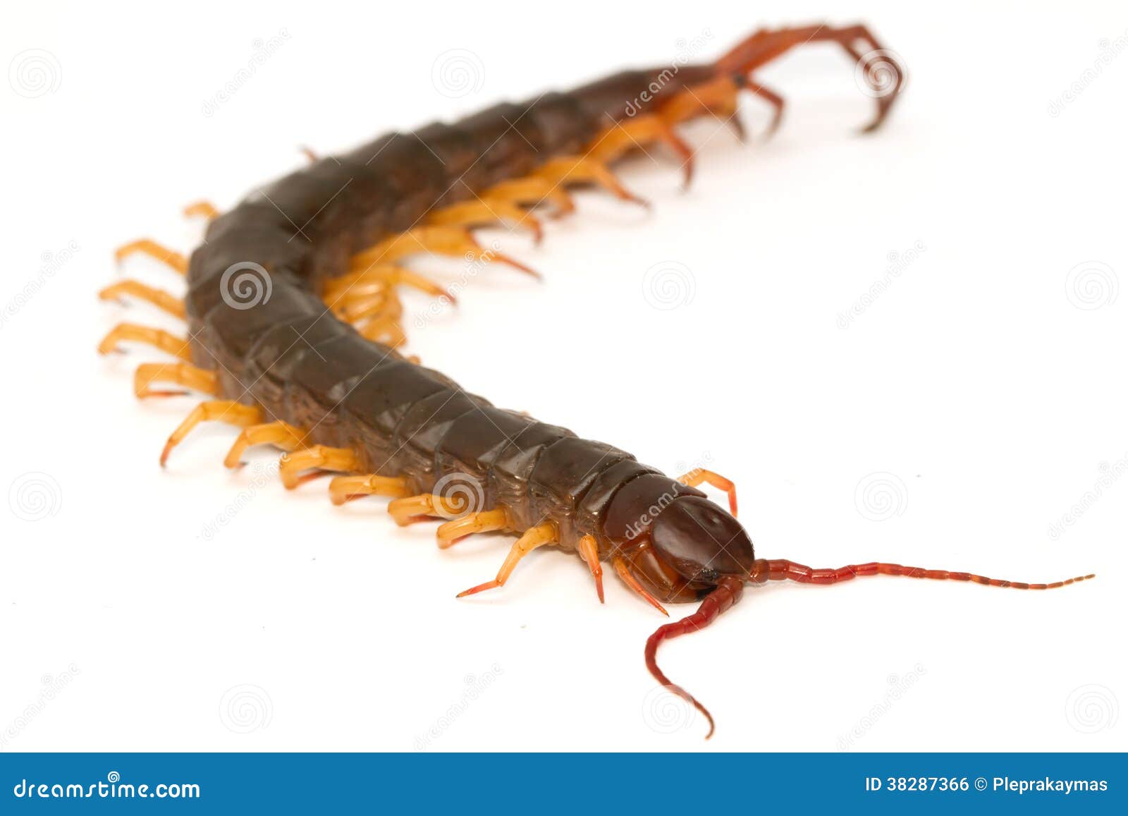 Close-up Van Bruine Duizendpoot Stock Foto - Image of isoleer, roofdier ...