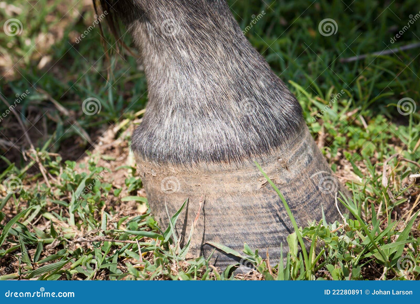 Close-up Van De Hoef Van Een Paard Stock Afbeelding - Image of bont ...