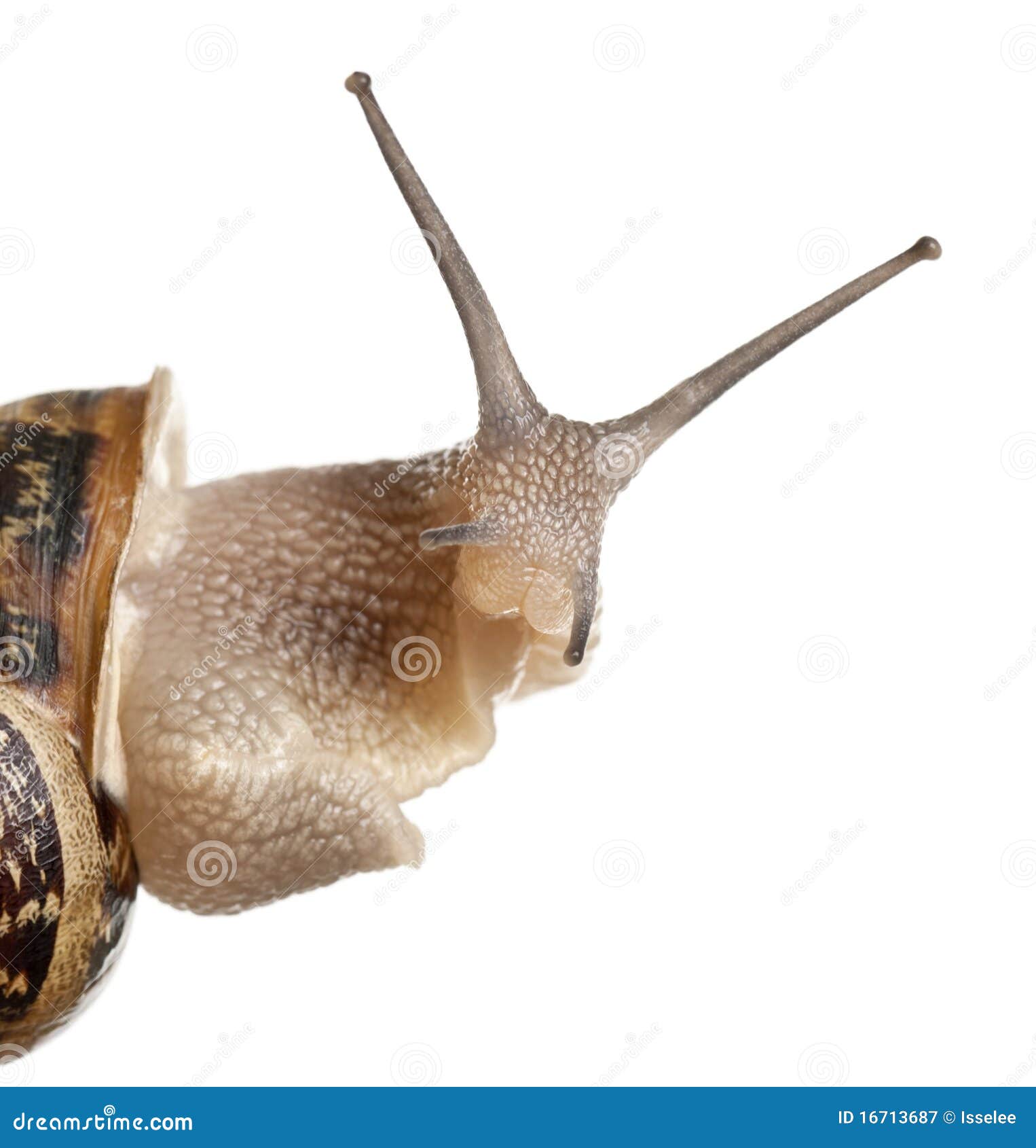 Close-up Van De Slak Van De Tuin Stock Afbeelding - Image of ...