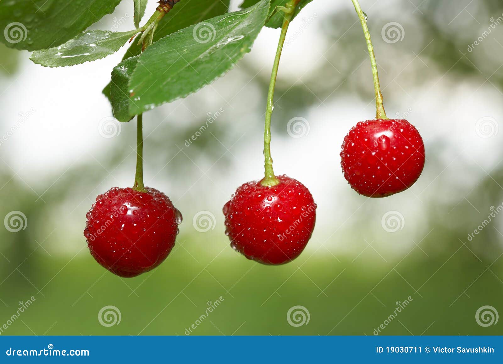 Close-up Van Drie Kersen Met Dalingen Op Kers-boom Stock Afbeelding ...