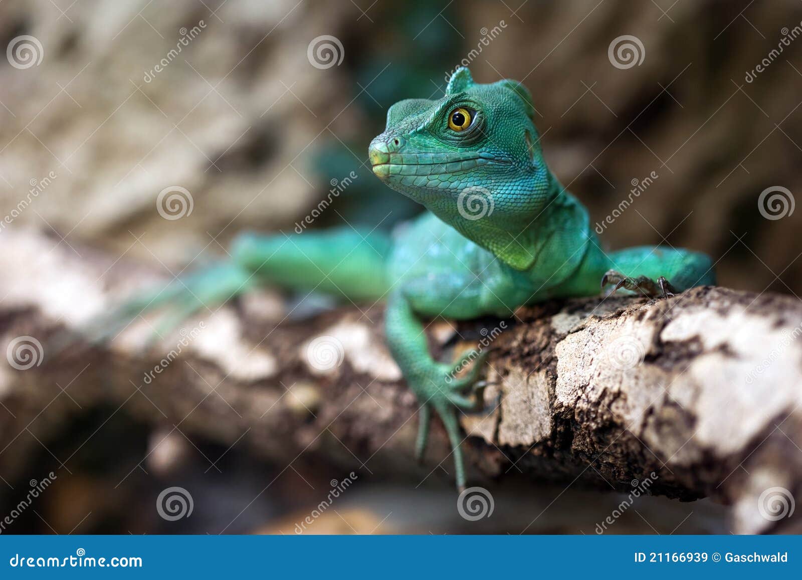 Close-up Van Een Basilisk Plumed Stock Afbeelding - Image of basilisk ...