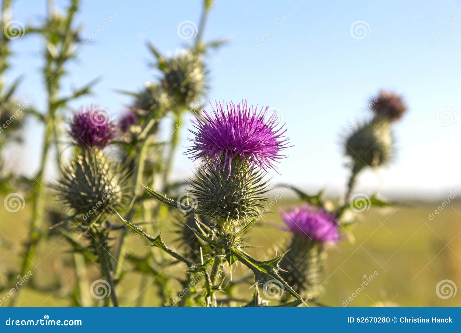 Close-up van een Distel stock foto. Image of kruiden - 62670280