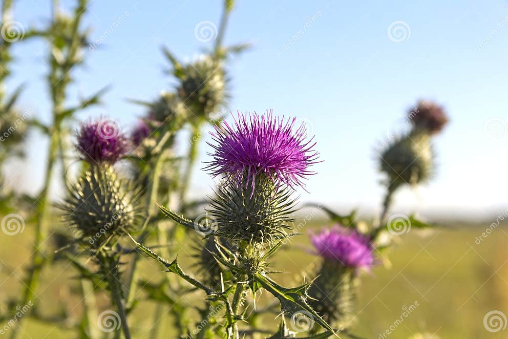 Close-up van een Distel stock foto. Image of kruiden - 62670280