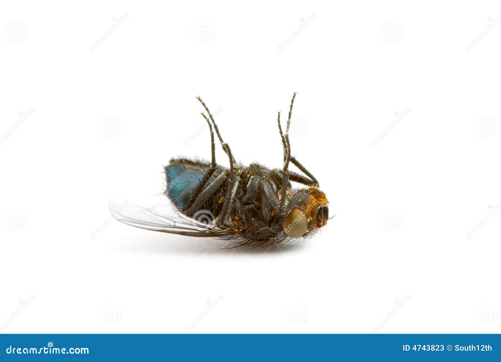 Close-up Van Een Dode Vlieg Stock Afbeelding - Image of nave ...