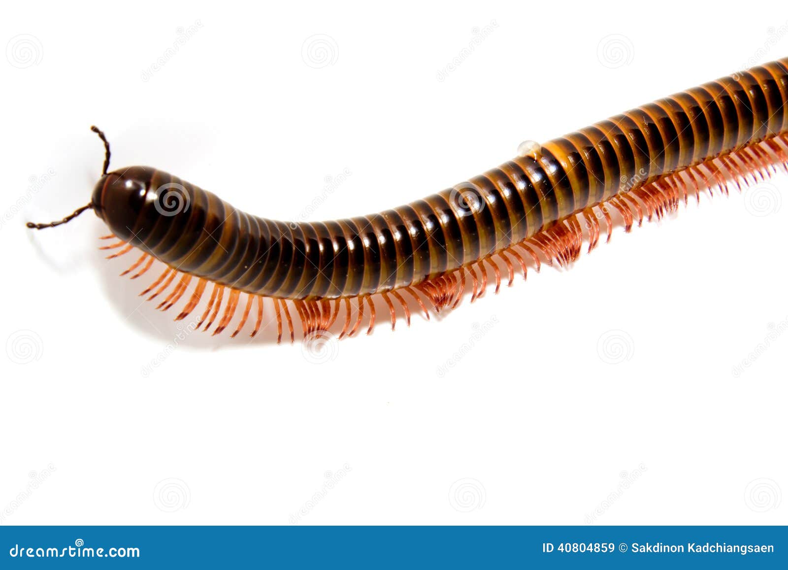 Close-up Van Een Duizendpoot, Het Worstelen Stock Afbeelding - Image of ...