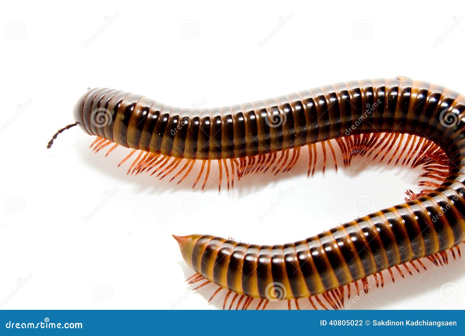 Close-up Van Een Duizendpoot, Het Worstelen Stock Foto - Image of benen ...