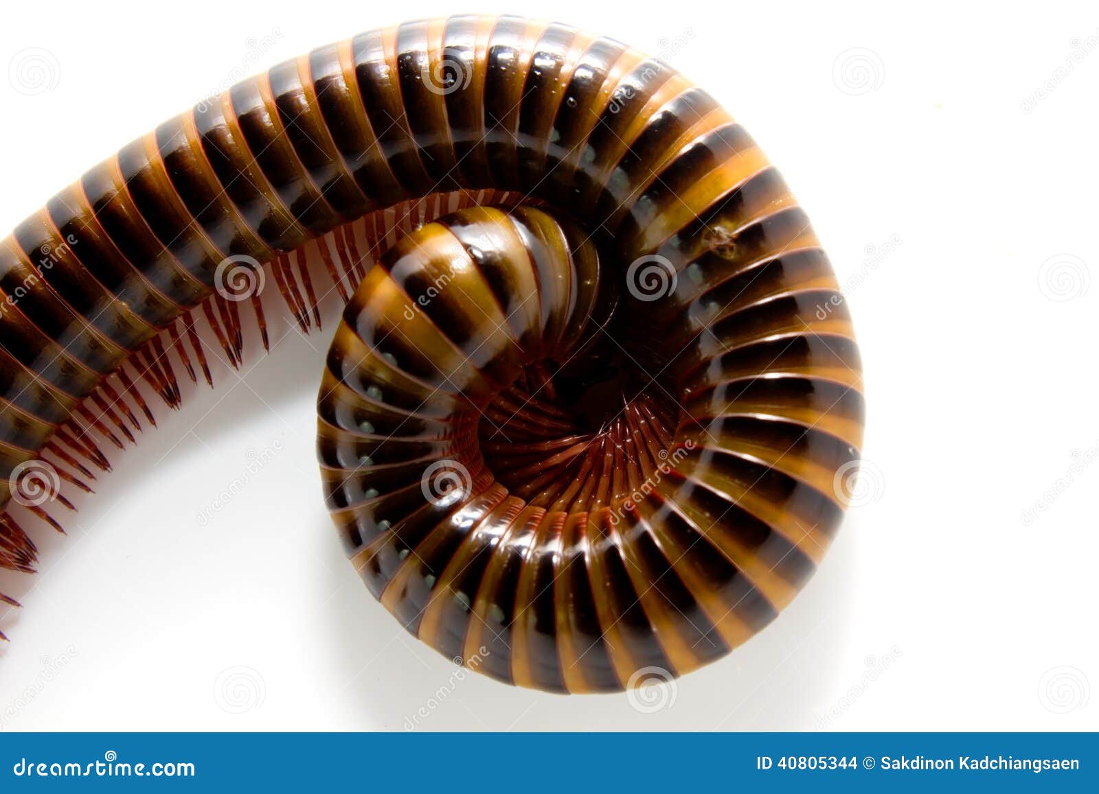 Close-up Van Een Duizendpoot, Het Worstelen Stock Foto - Image of ...