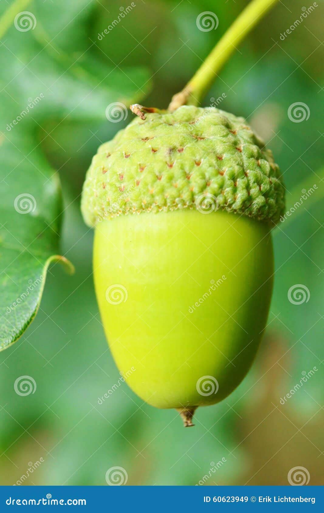 Close-up van een eikel stock afbeelding. Image of voor - 60623949