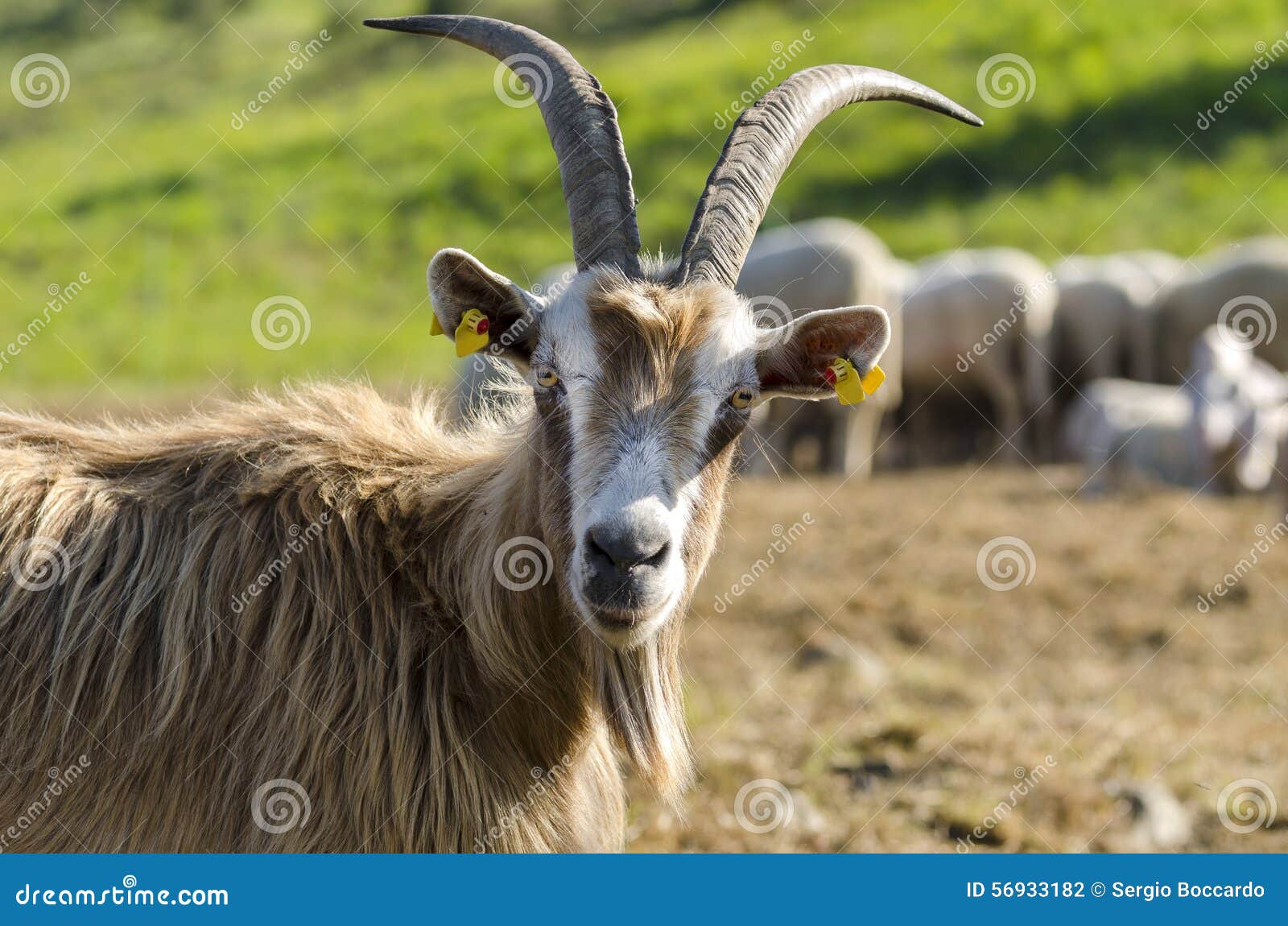 Close-up van een geit, stock foto. Image of huisdier - 56933182