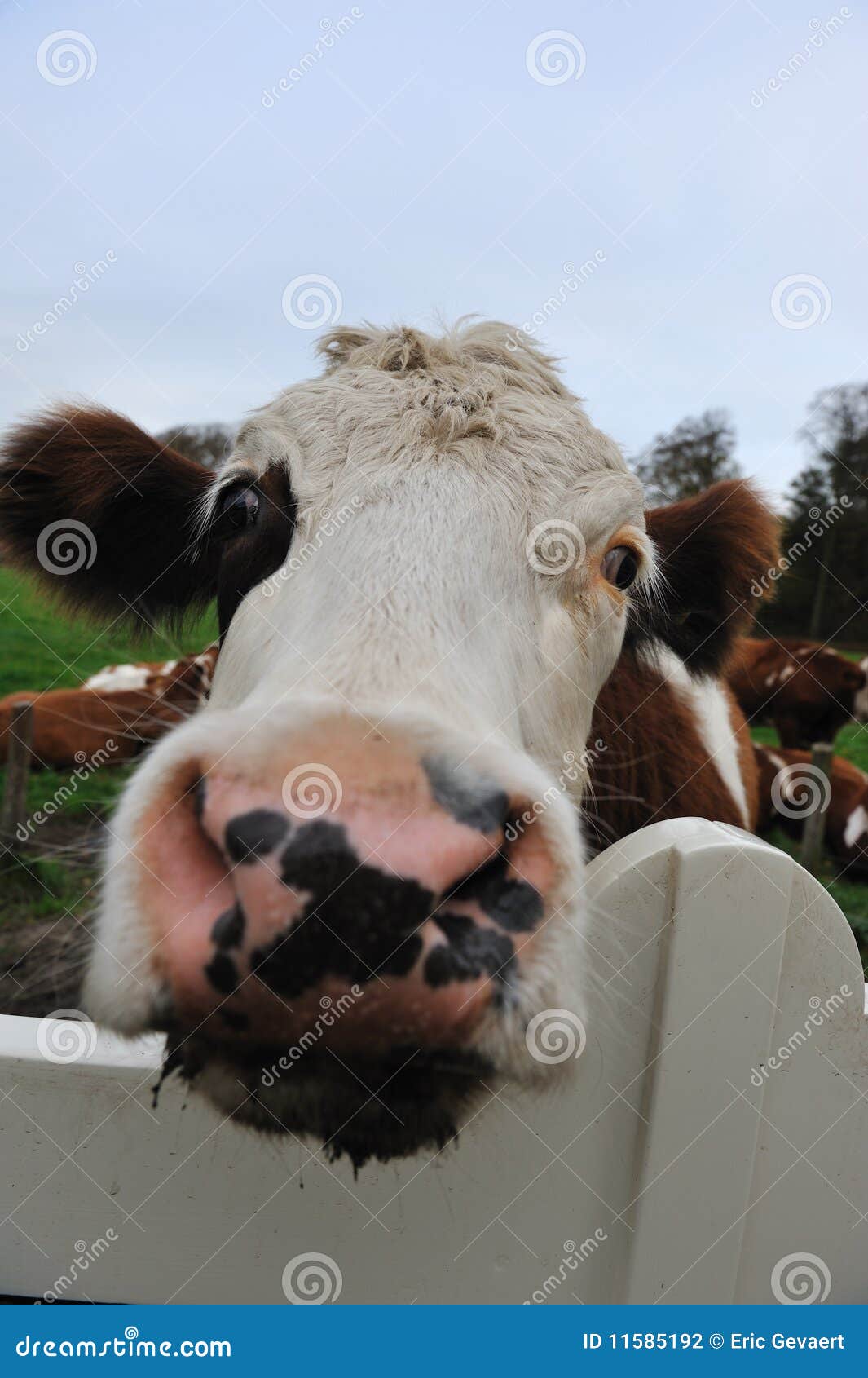 Close-up Van Een Grappige Koe Stock Foto - Image of pastoraal, groen ...