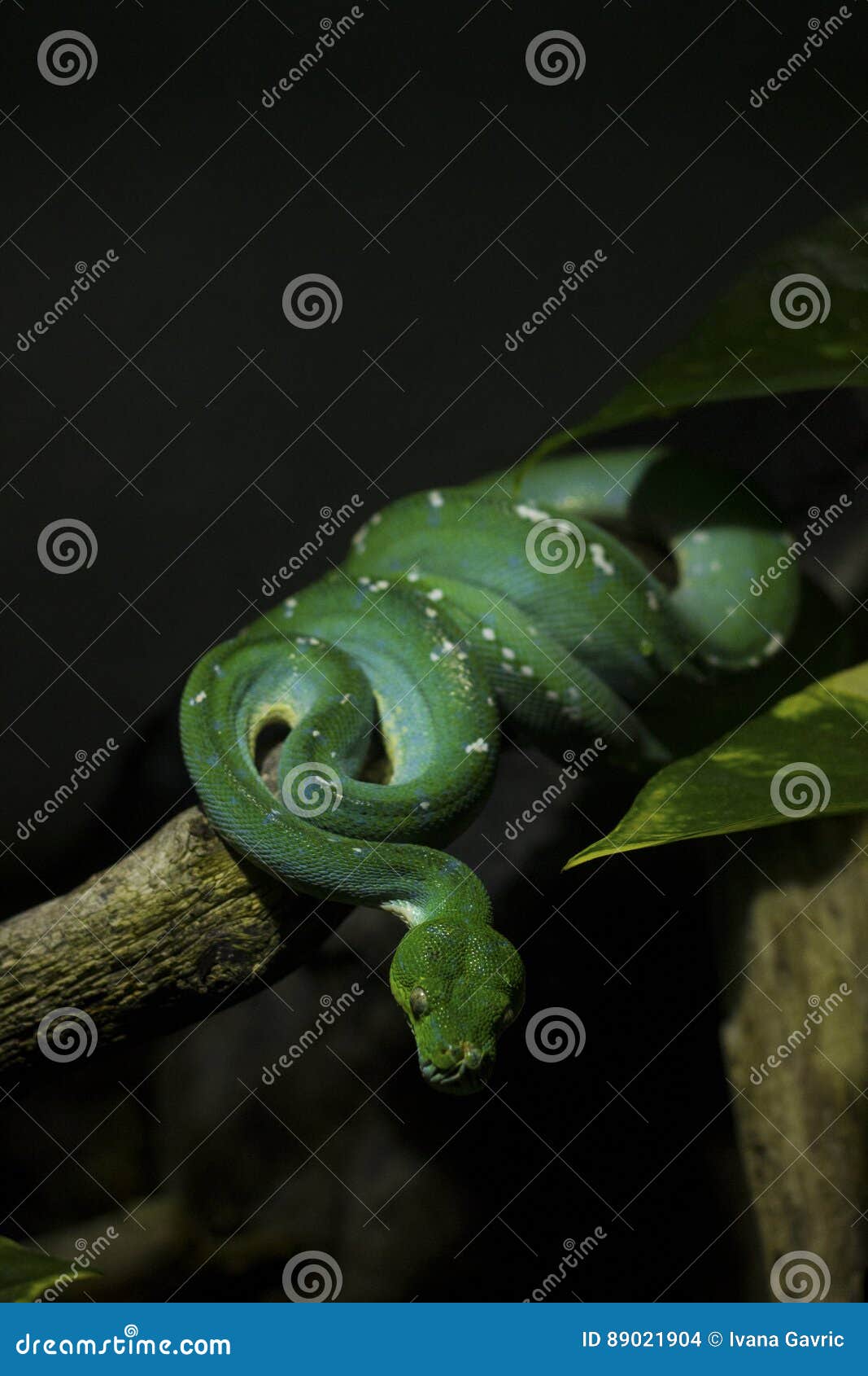 Close-up Van Een Groene Boompython - Viridis Van Morelia Stock Foto ...