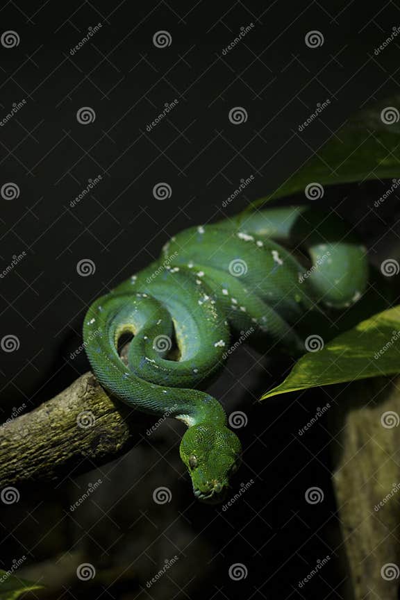 Close-up Van Een Groene Boompython - Viridis Van Morelia Stock Foto ...