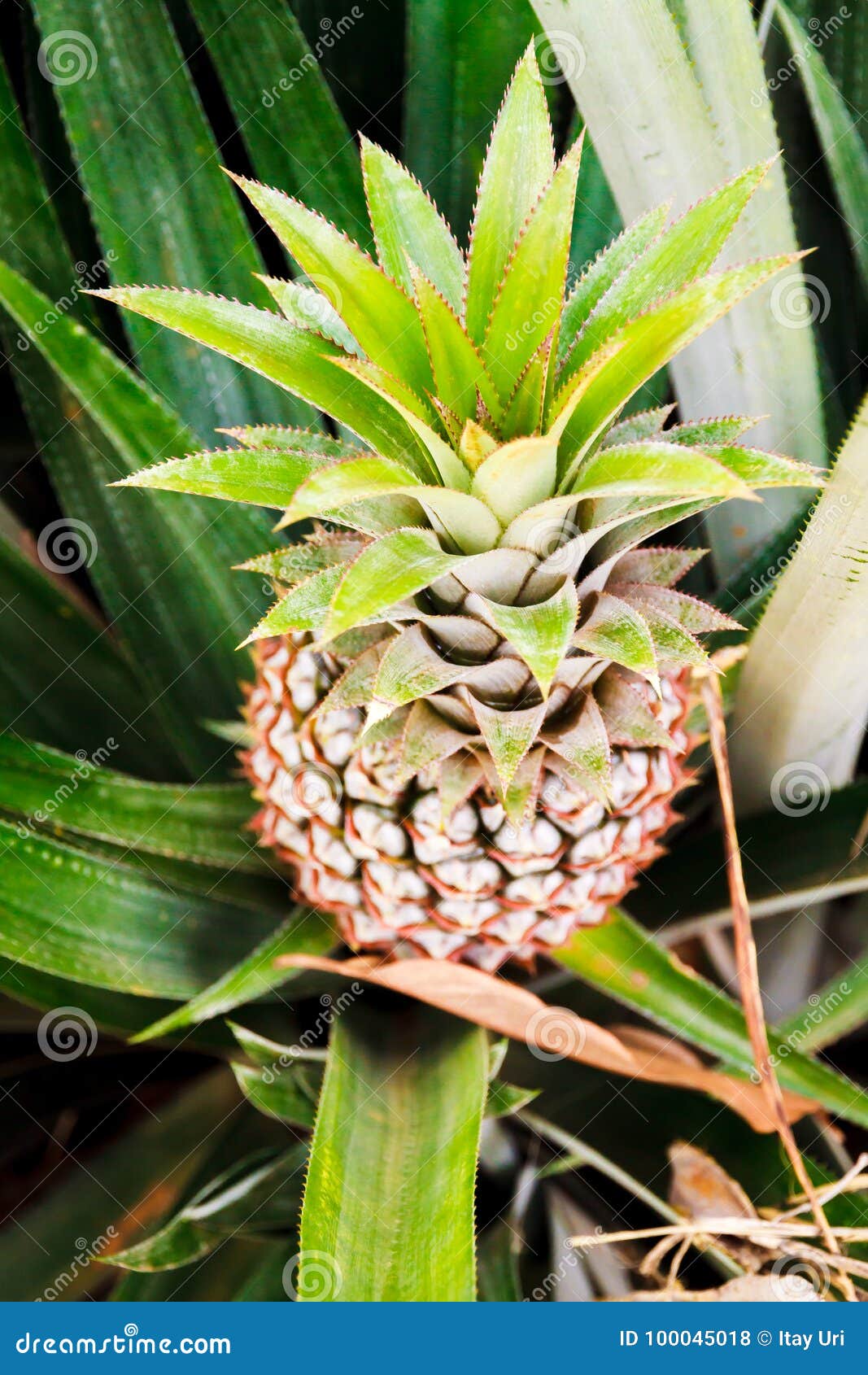 Close-up Van Een Het Groeien Ananas Van Hierboven Stock Foto - Image of ...