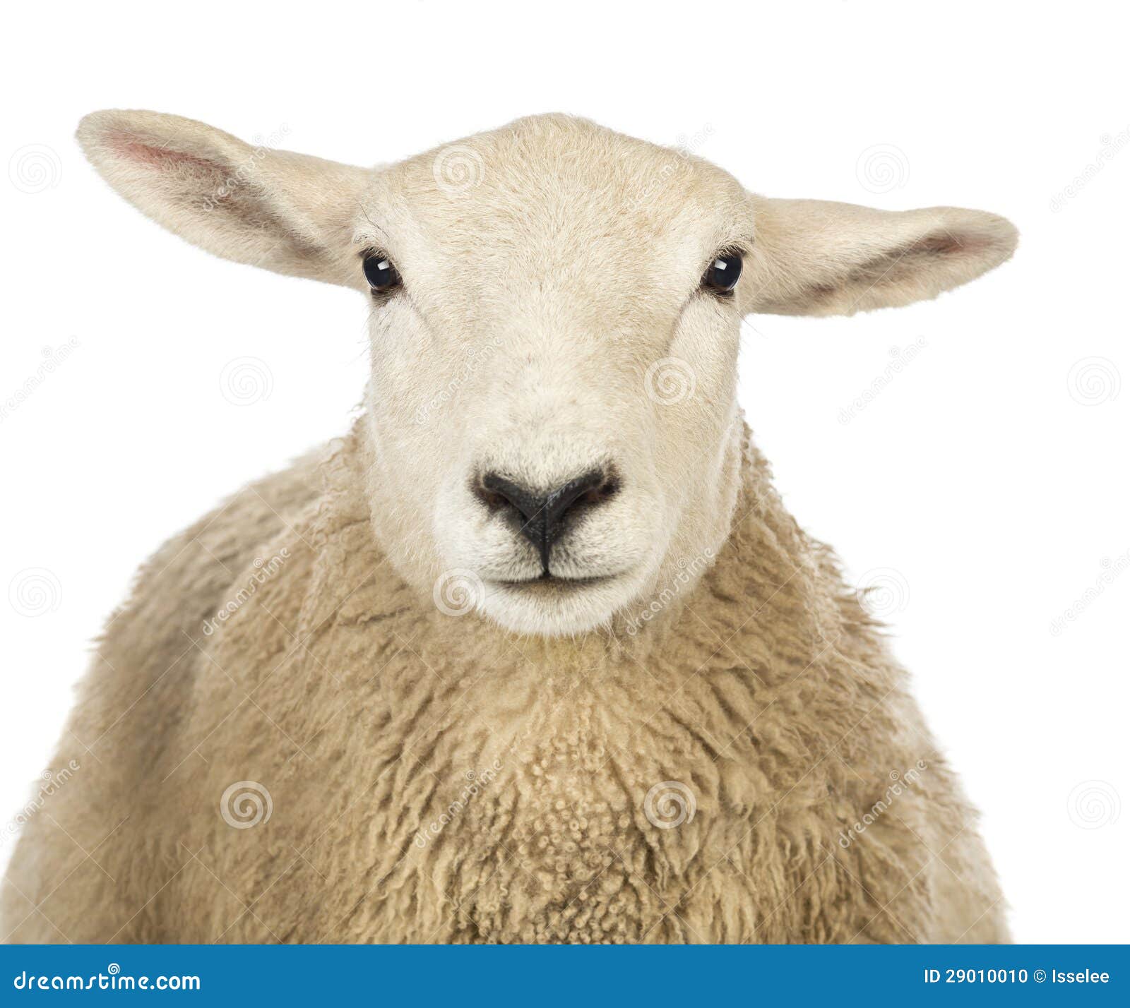 Close-up Van Een Hoofd Van Schapen Stock Foto - Image of schouders ...
