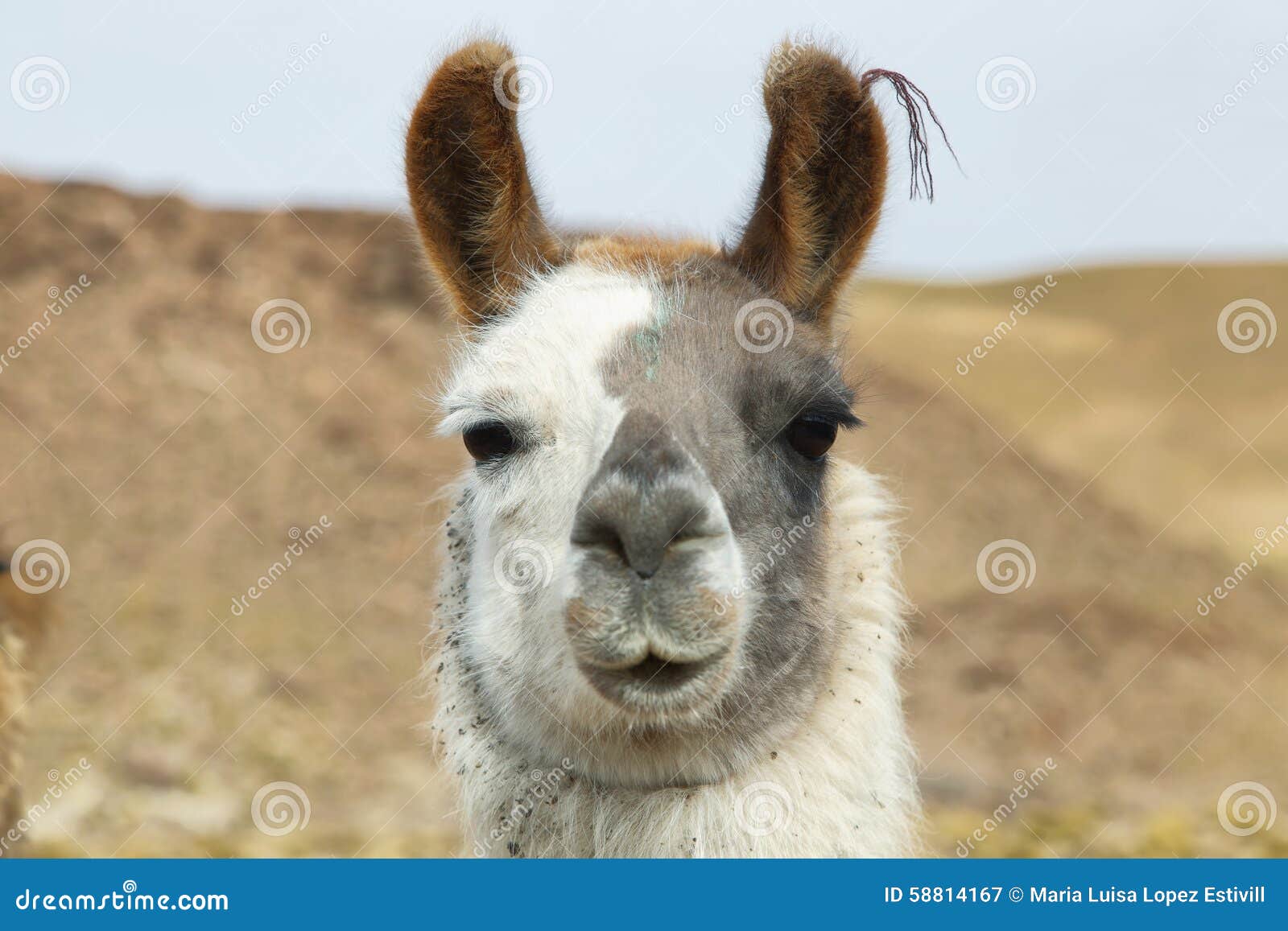 Close-up Van Een Lama in Noordelijk Argentinië Stock Afbeelding - Image ...