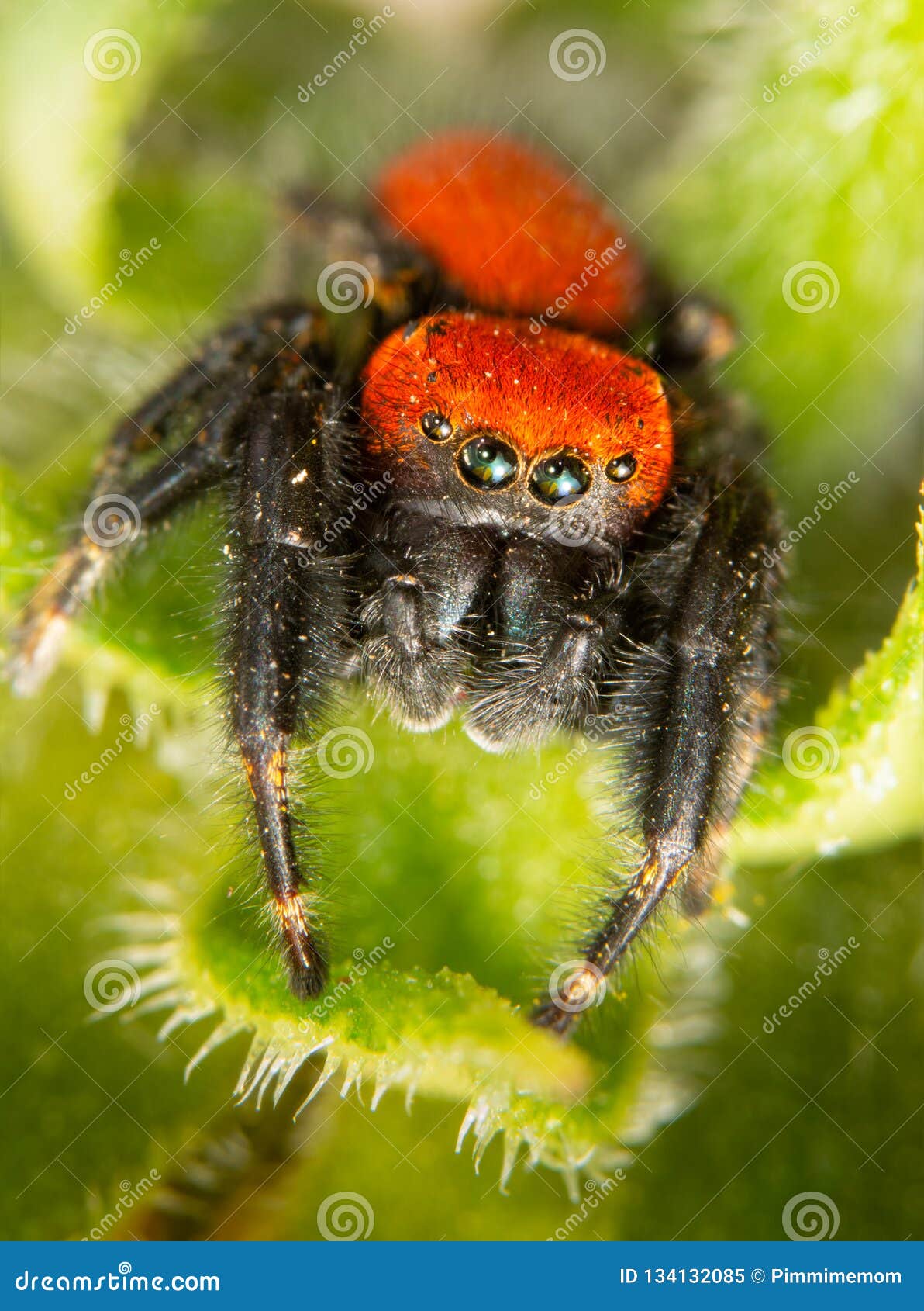 Close-up Van Een Mooie Heldere Rode Apache-het Springen Spin Stock ...