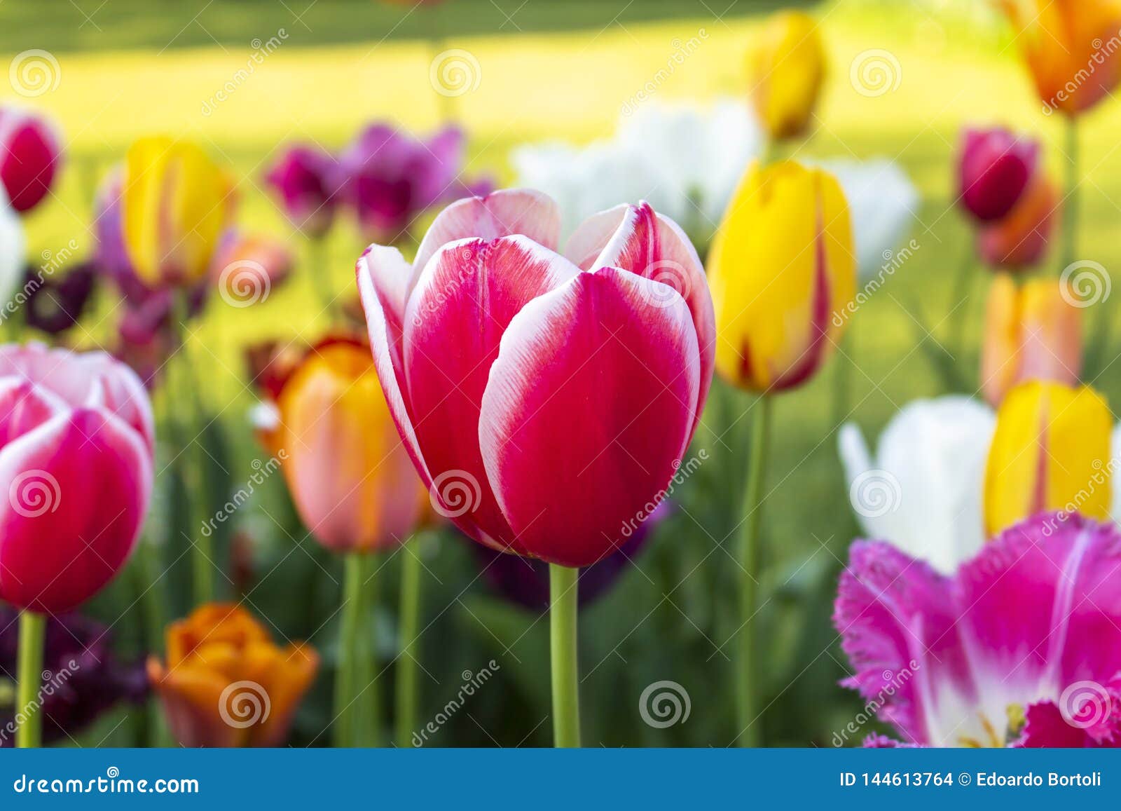 Close-up van een tulp stock foto. Image of gebied, flora - 144613764