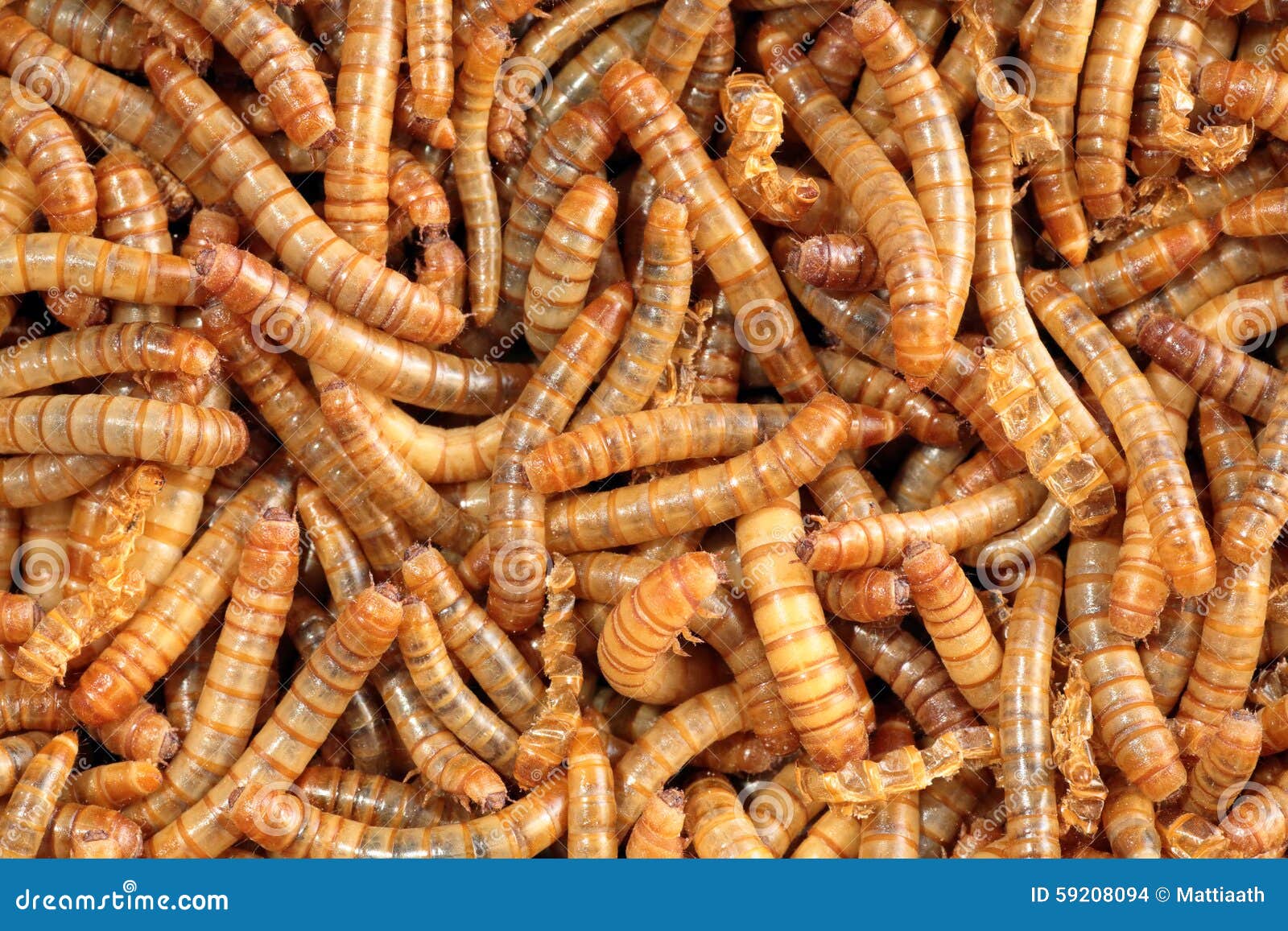 Close-up Van Een Verspreiding Van Het Leven Meelworm Stock Foto - Image ...