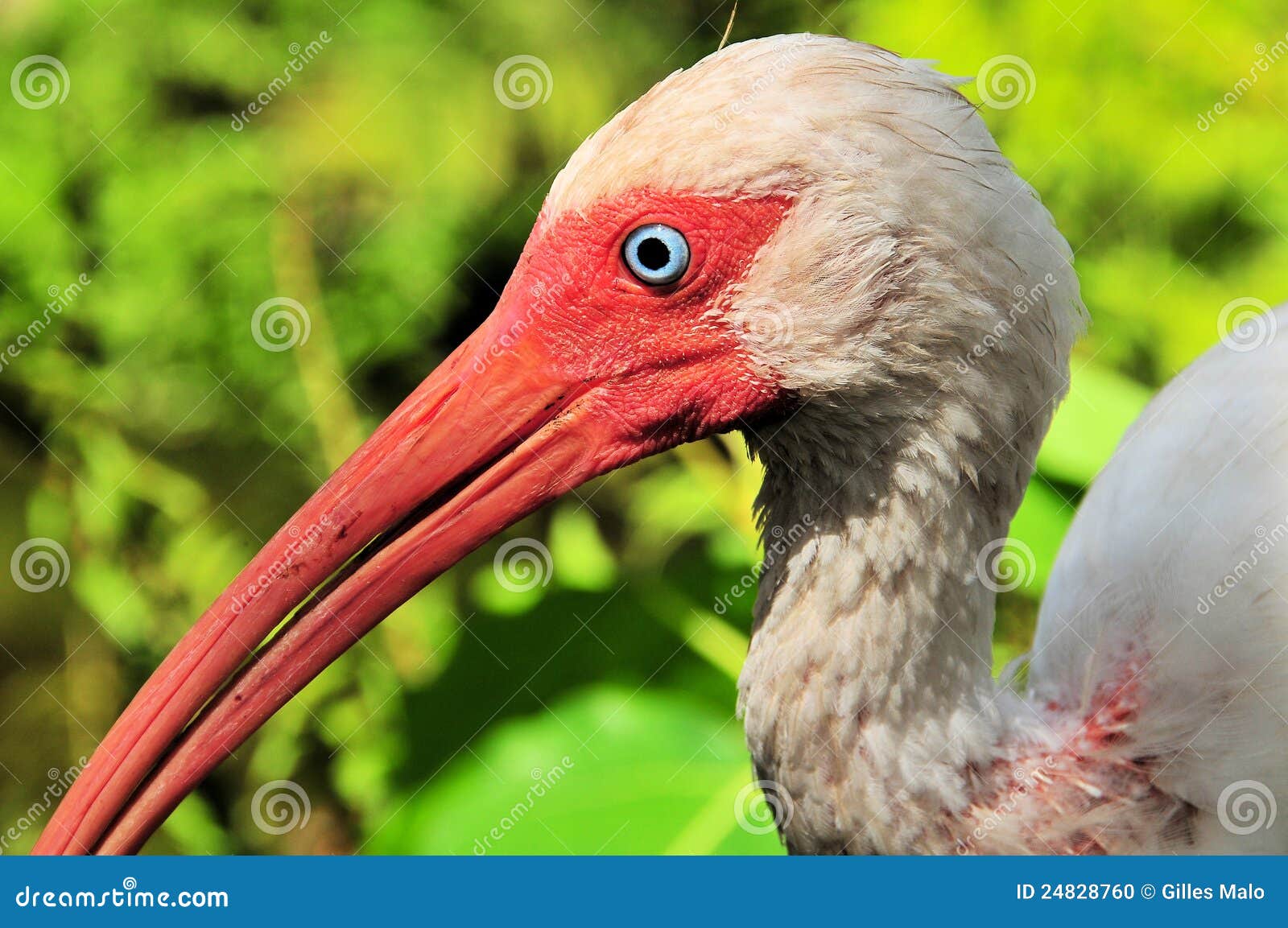 Close-up Van Een Witte Ibis Stock Foto - Image of bruinvissen, dieren ...