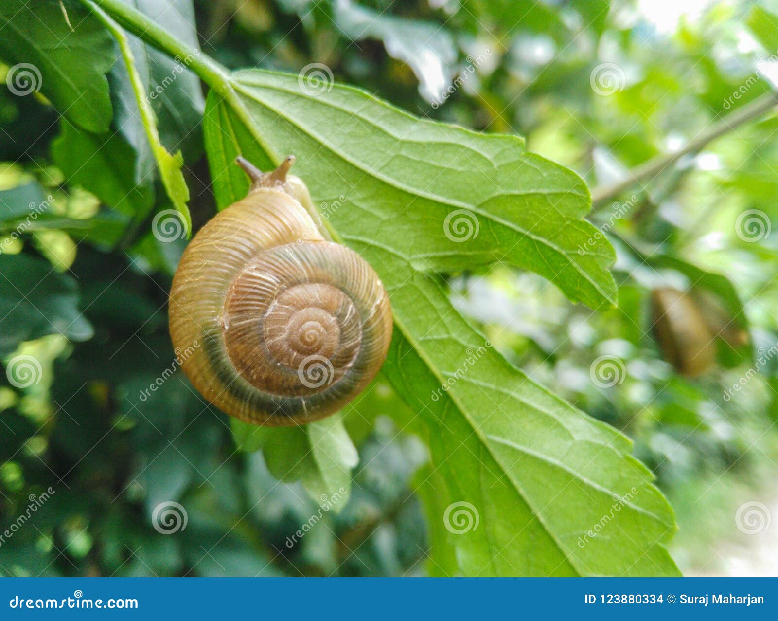 Close-up Van Eetbare Slak Met Shell Die Groen Blad Eten Stock Foto ...