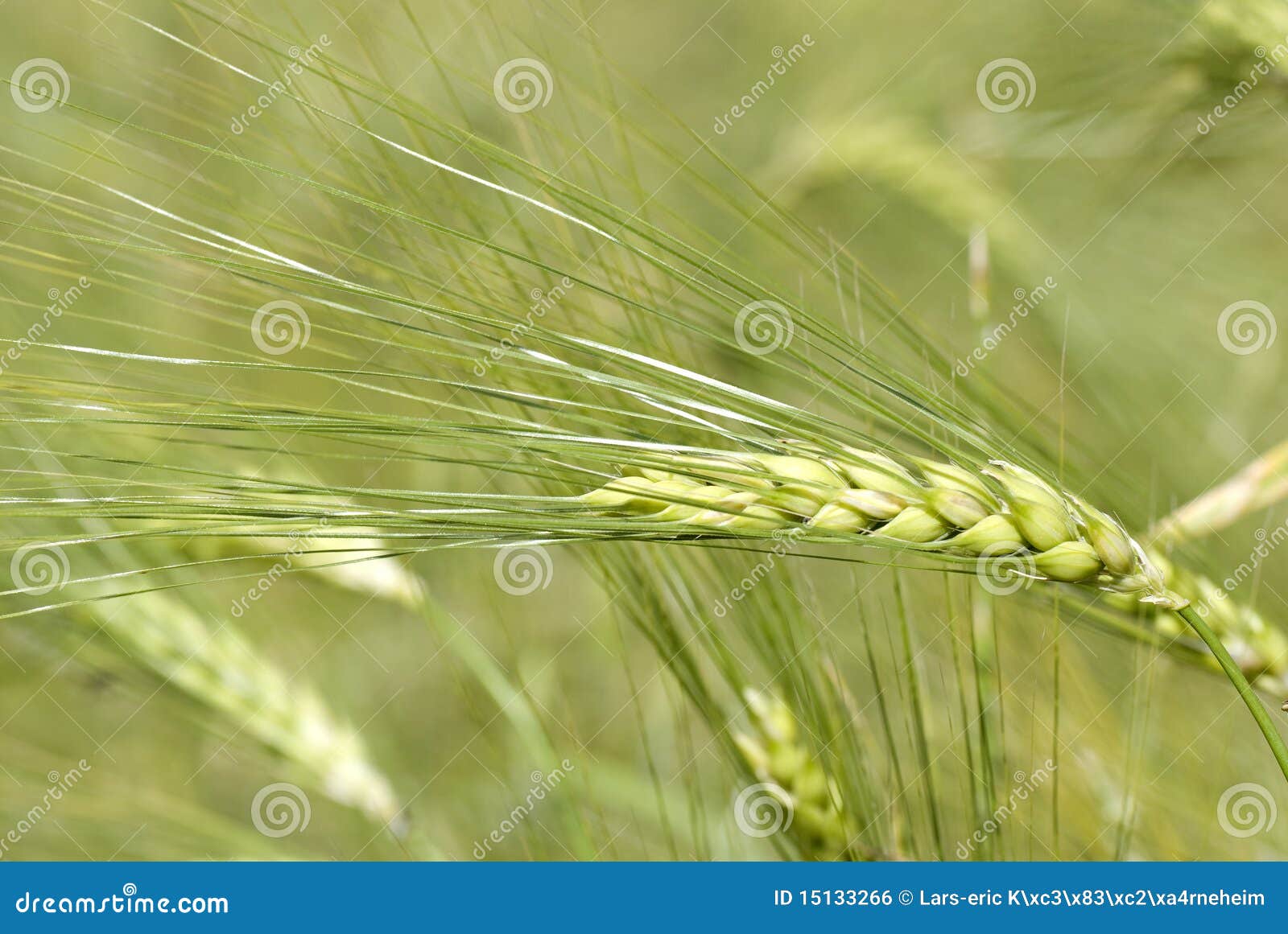 Close-up van gerst stock foto. Image of bier, gewas, groen - 15133266