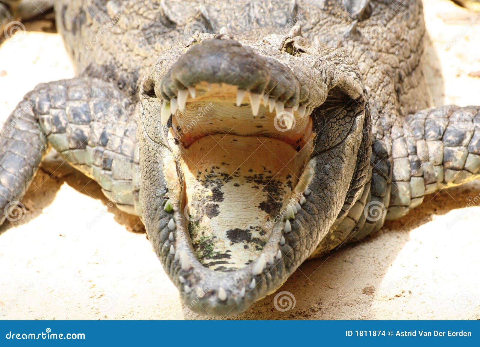 Close-up Van Grote Krokodil Stock Foto - Image of reptiel, mond: 1811874