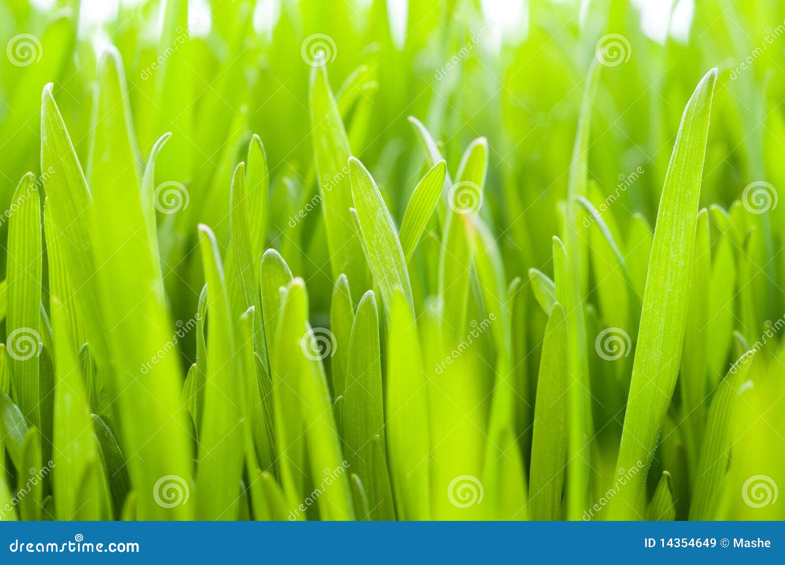 Close-up Van Het Groene Gras Stock Afbeelding - Image of vitaliteit ...