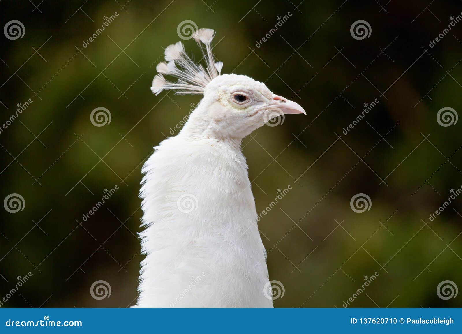 Close-up Van Het Hoofd Van Een Witte Pauw Stock Foto - Image of ...