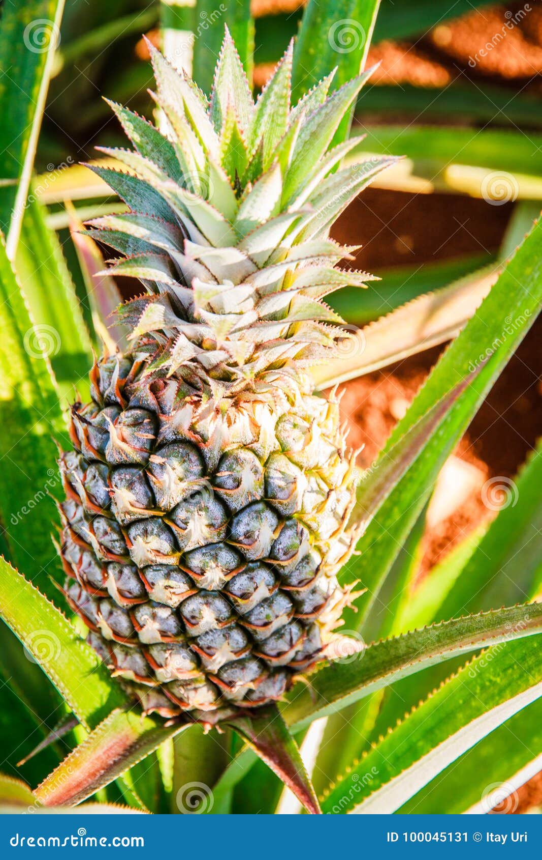 Close-up Van Het Kweken Van Ananas Stock Afbeelding - Image of tuin ...