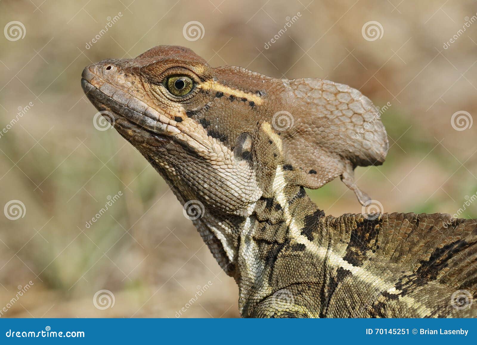 Close-up Van Jesus Christ Lizard - Panama Stock Afbeelding - Image of ...