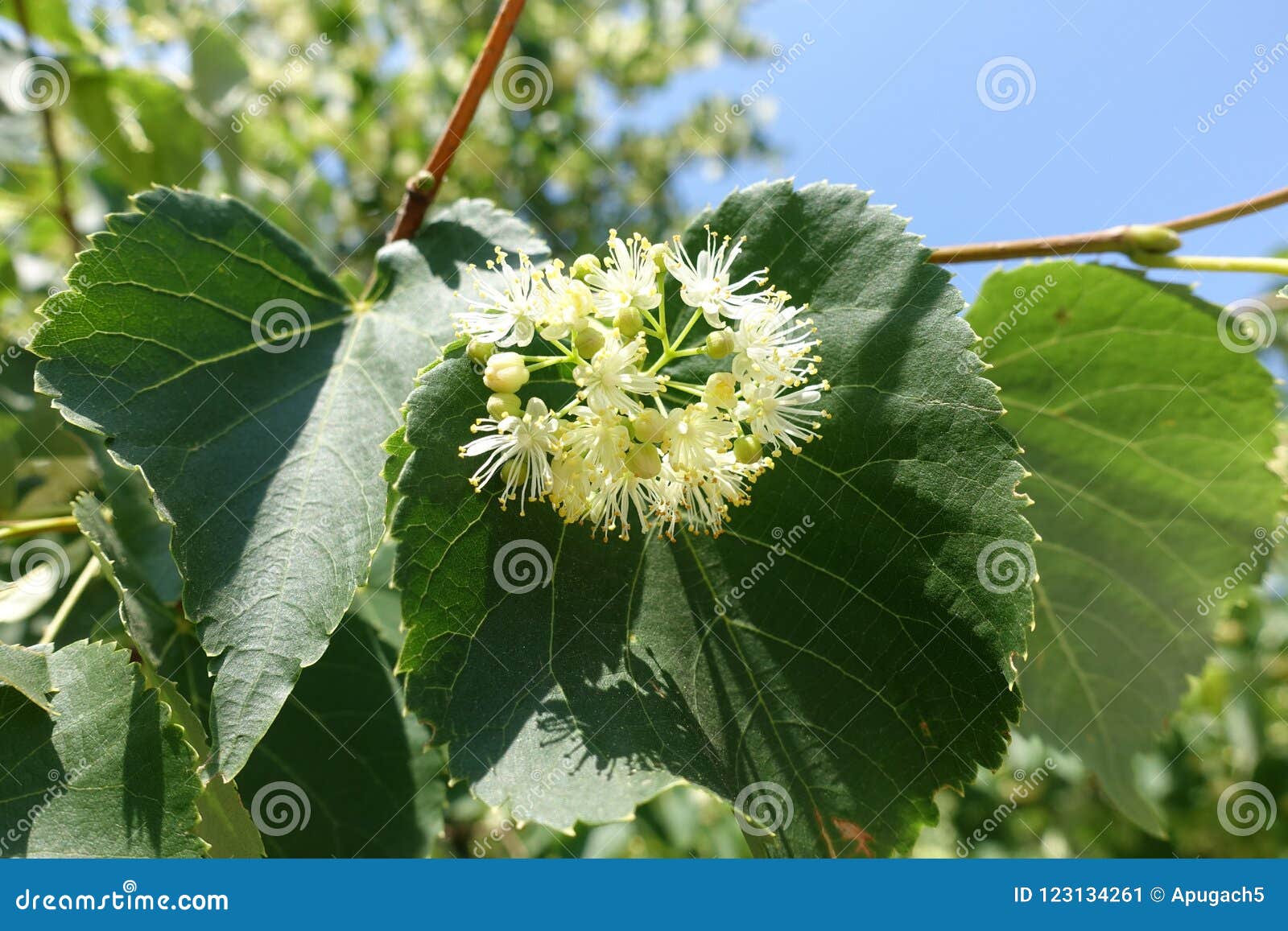 Close-up Van Kleine Bloemen Van Lindeboom Stock Afbeelding - Image of ...