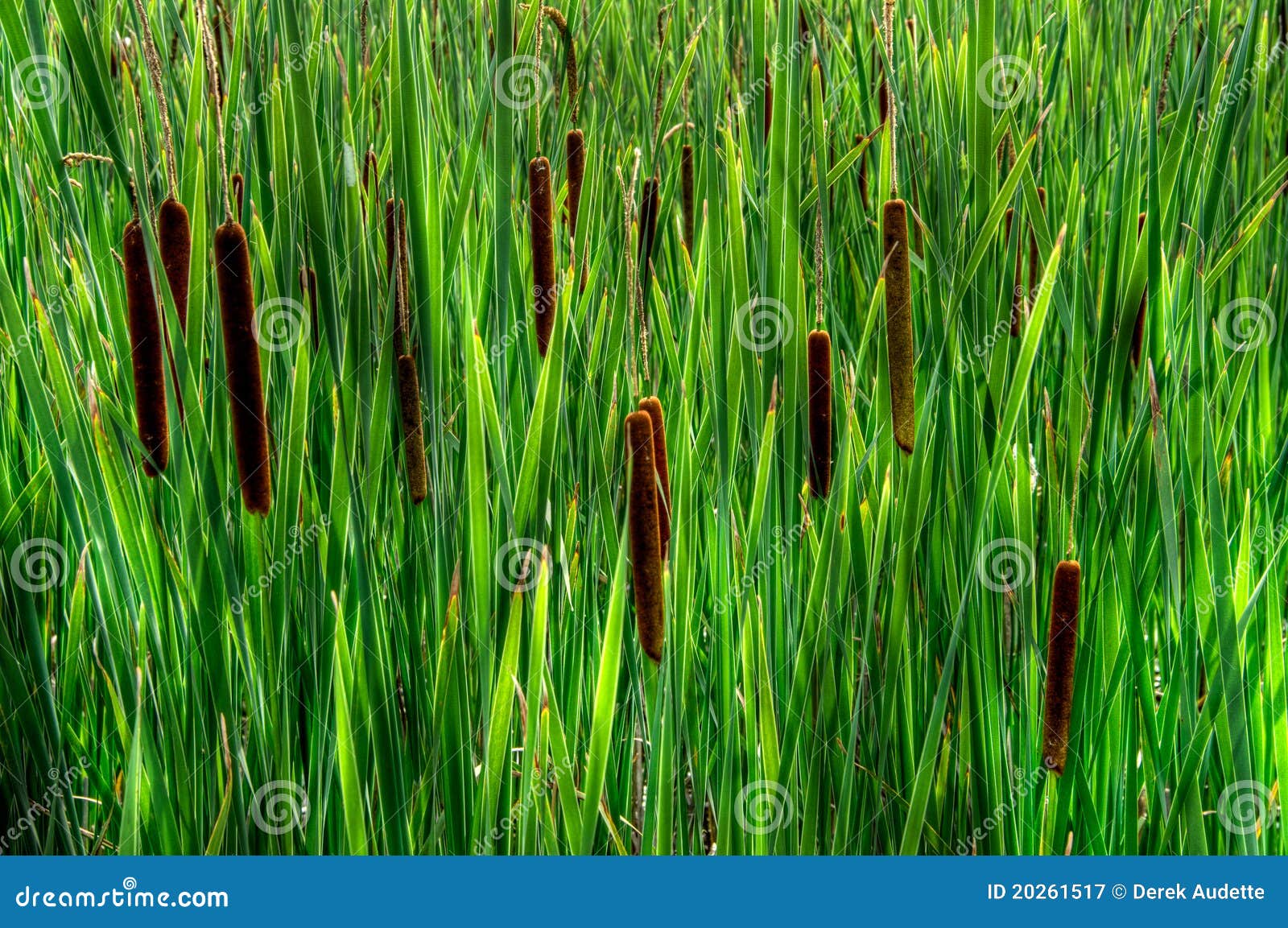 Close-up Van Lange Kat-Staarten (Typha Latifolia) Stock Afbeelding ...