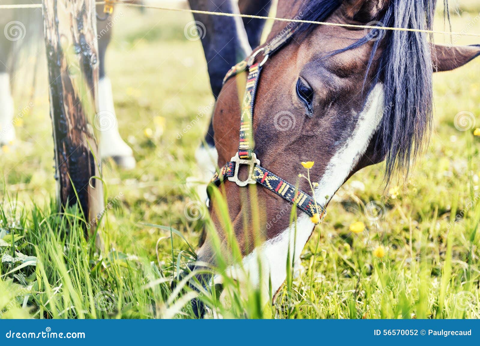 Close-up Van Paard Die Gras Eten Stock Foto - Image of kleur, zoogdier ...
