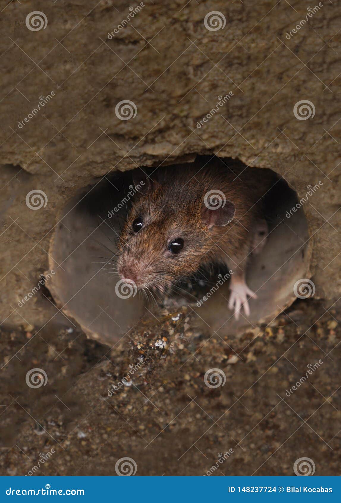 Close-up Van Rat Op Een Riool Stock Foto - Image of achtergrond, neus ...