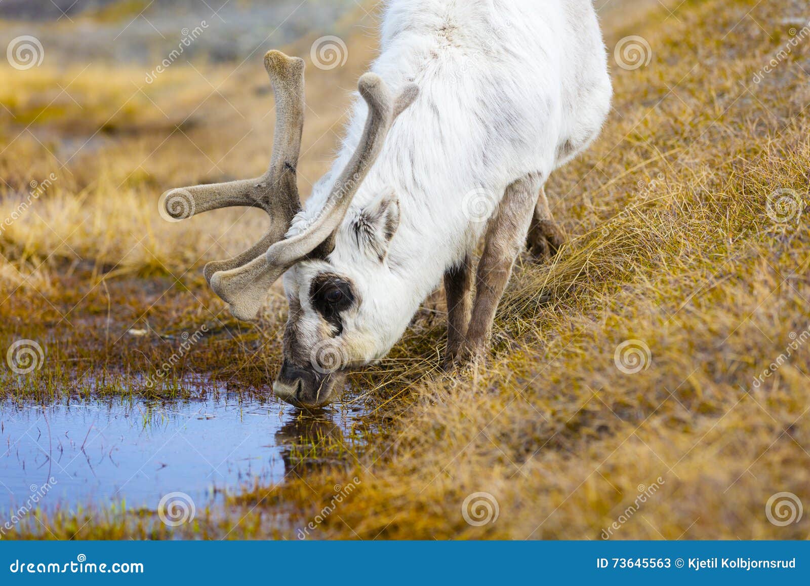 Close-up Van Rendier Drinkwater in De Noordpoolaard Stock Afbeelding ...