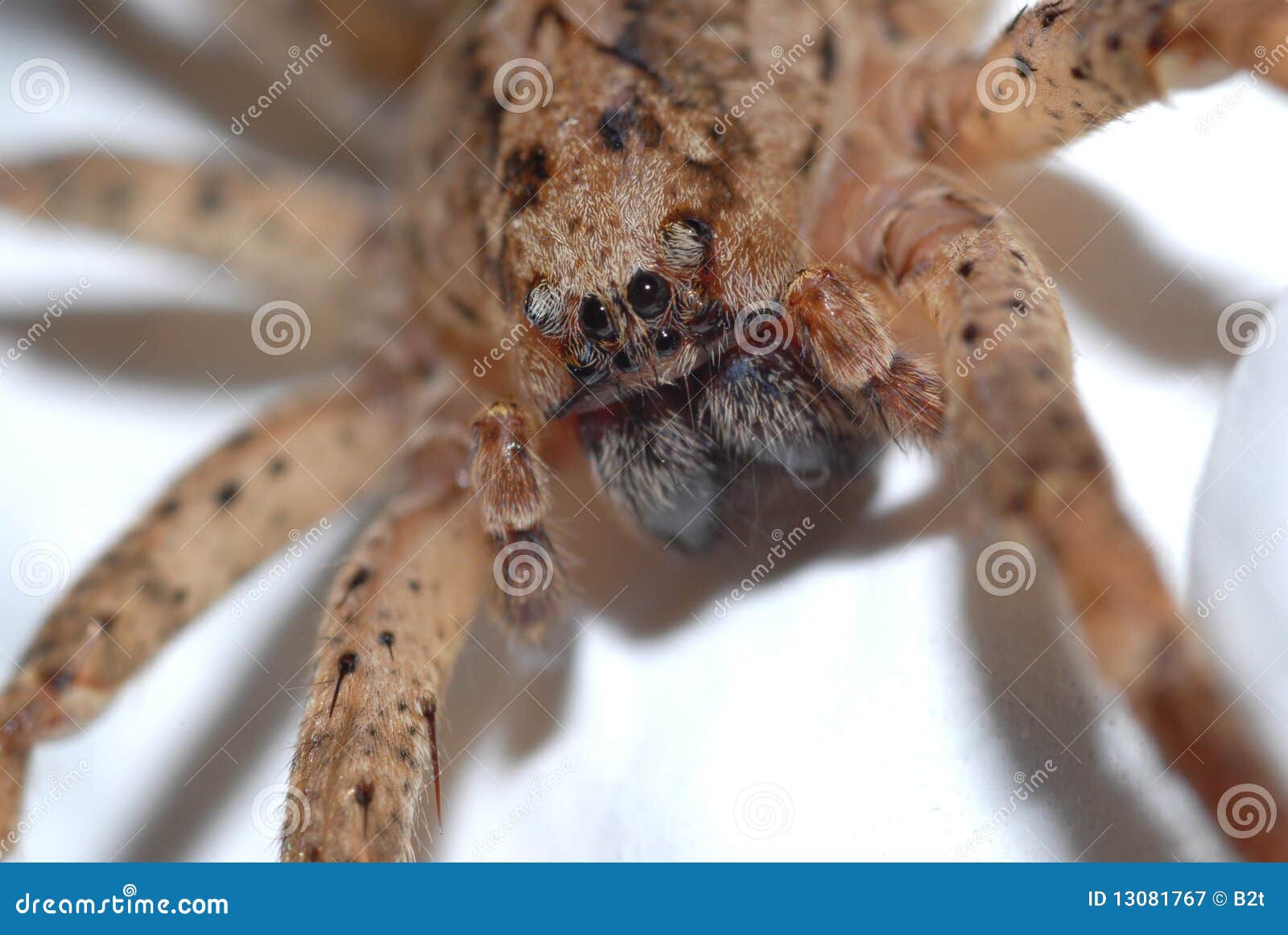 Close-up van spin stock afbeelding. Image of bruin, spin - 13081767