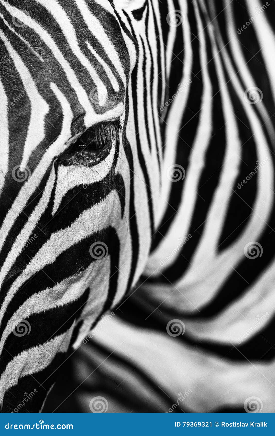 Close-up Van Strepen Op Zebra Stock Afbeelding - Image of samenvatting ...