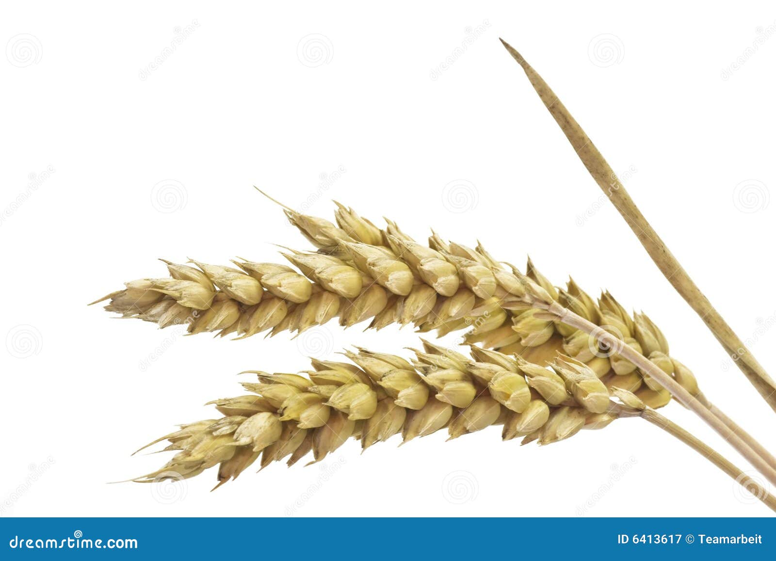 Close-up van Tarwe stock afbeelding. Image of macro, nave - 6413617