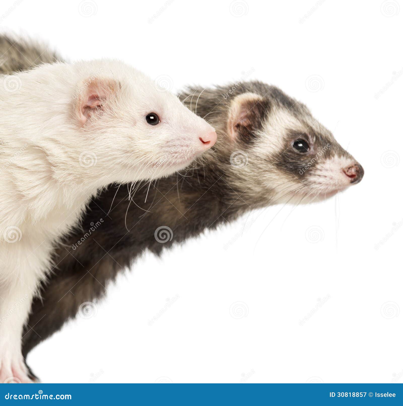 Close-up Van Twee Fretten, 2 Jaar Oud Stock Afbeelding - Image of hoofd ...