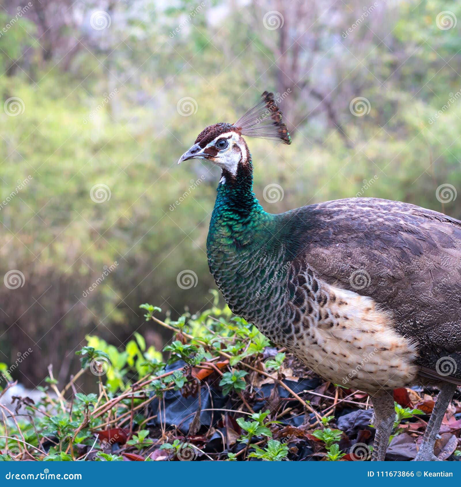 Close-up Van Vrouwelijke Pauw Stock Foto - Image of tonen, kleuren ...