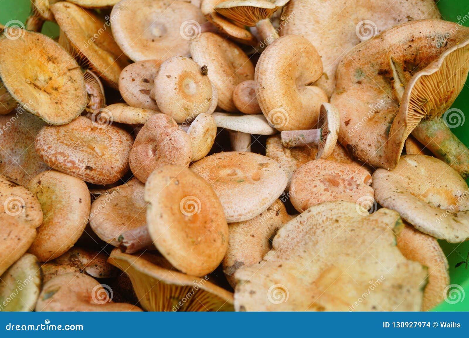 Close-up Van Wilde Eetbare Paddestoelen En Eetbare Paddestoelen Stock ...