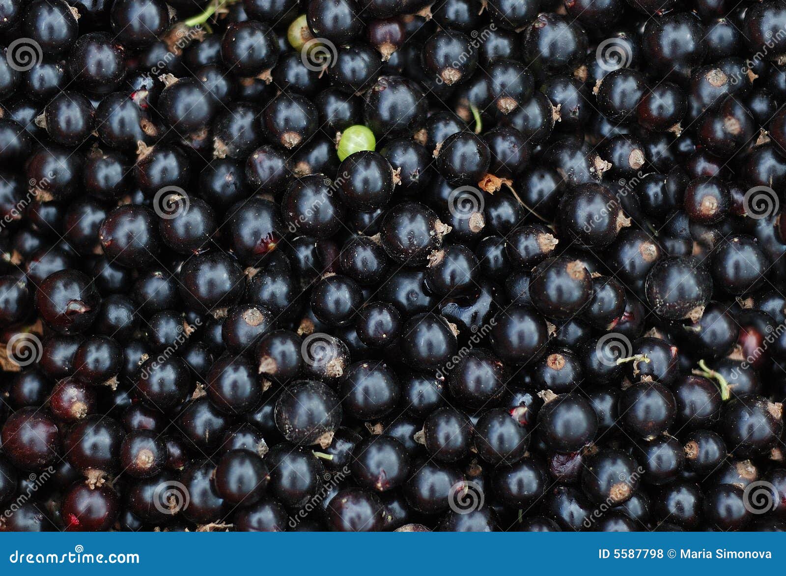 Close-up van zwarte bessen stock foto. Image of versheid - 5587798